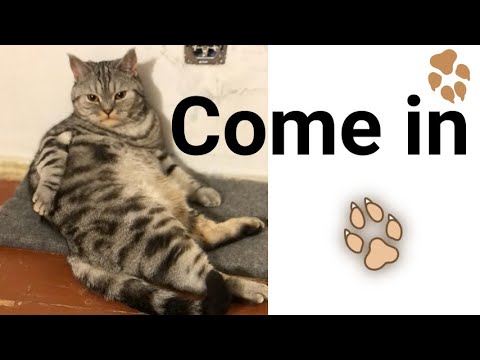 Little Porsche cat plays with a fur ball and somersaults - YouTube