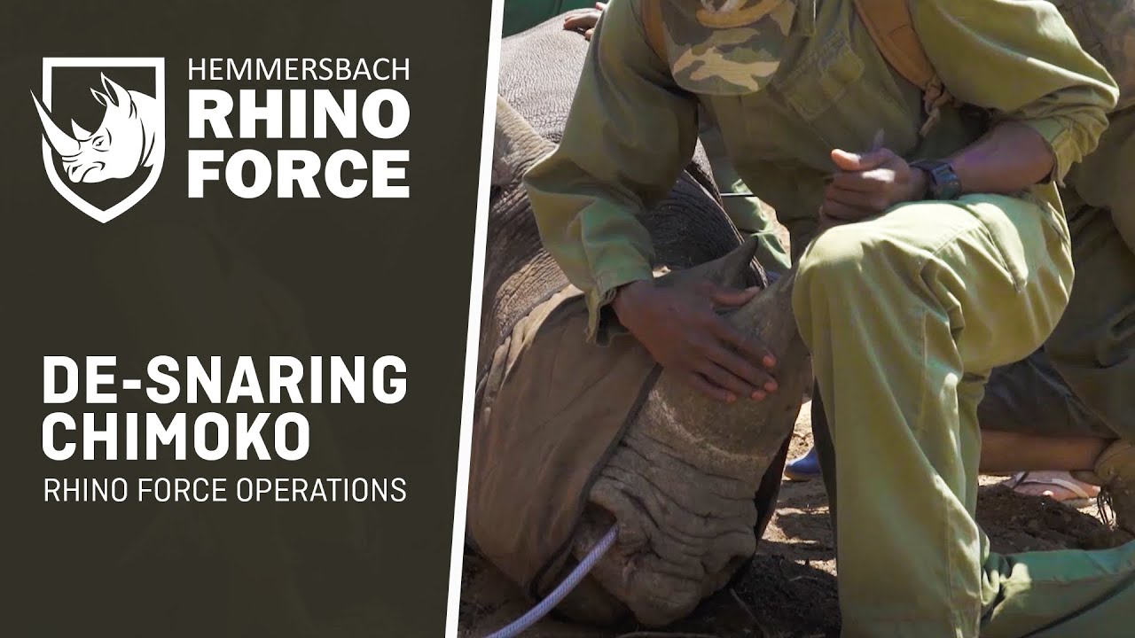 De-Snaring Chimoko | Hemmersbach Rhino Force Operations - YouTube