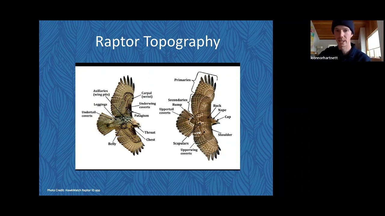 Raptor Identification Seminar with Teton Raptor Center and JHWF - YouTube