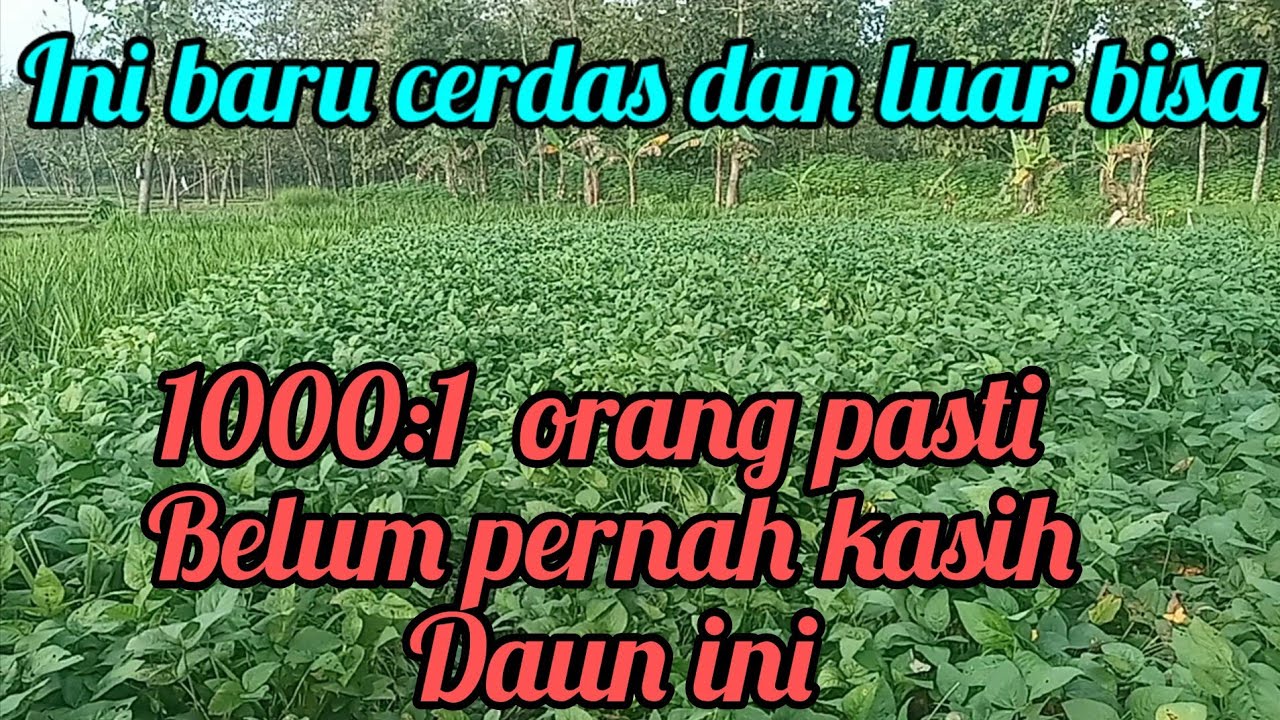 KAMBING MAKAN DAUN SINGKONG RUMPUT LIAR RAMBANAN SUDAH BIASA...INI BARU ...