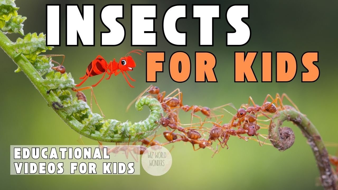 Bugs for Kids, Interesting facts, Parts of an Insect | Educational ...
