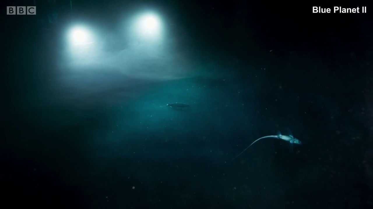 Deadly Lake at the bottom of the ocean - YouTube
