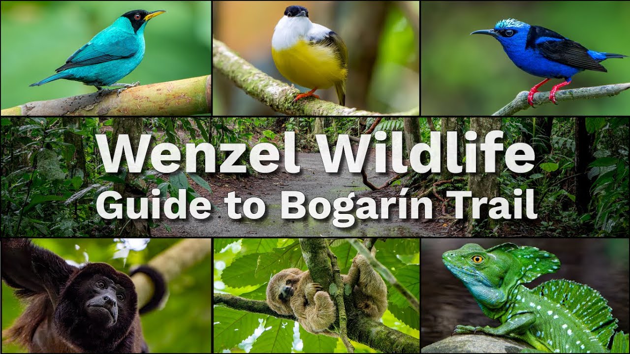 Wildlife & Sloth Sighting Guide to Bogarín Trail in La Fortuna, Costa ...