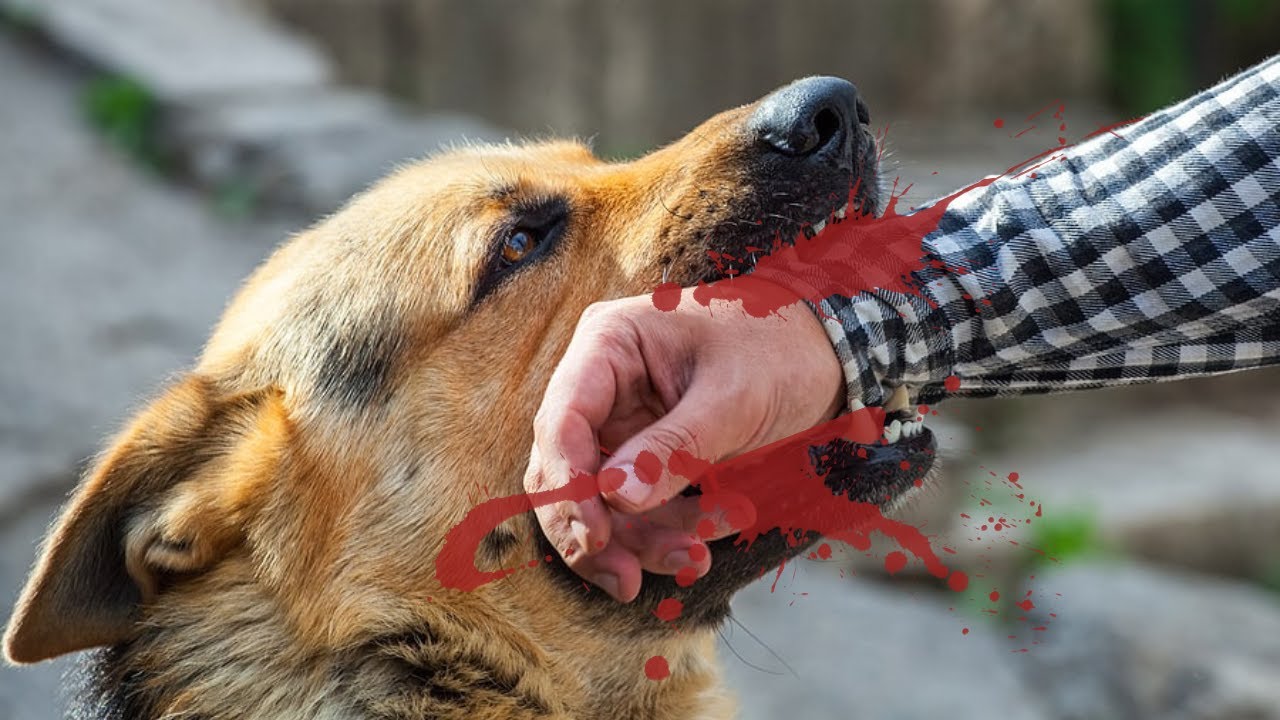 Top 10 Most Dangerous Guard Dog Breeds in 2024 - YouTube