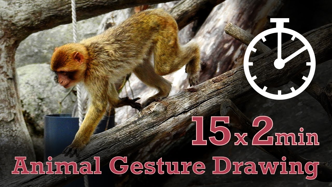 Animal Drawing References #43 - 15x2min poses - Barbary Macaque - YouTube