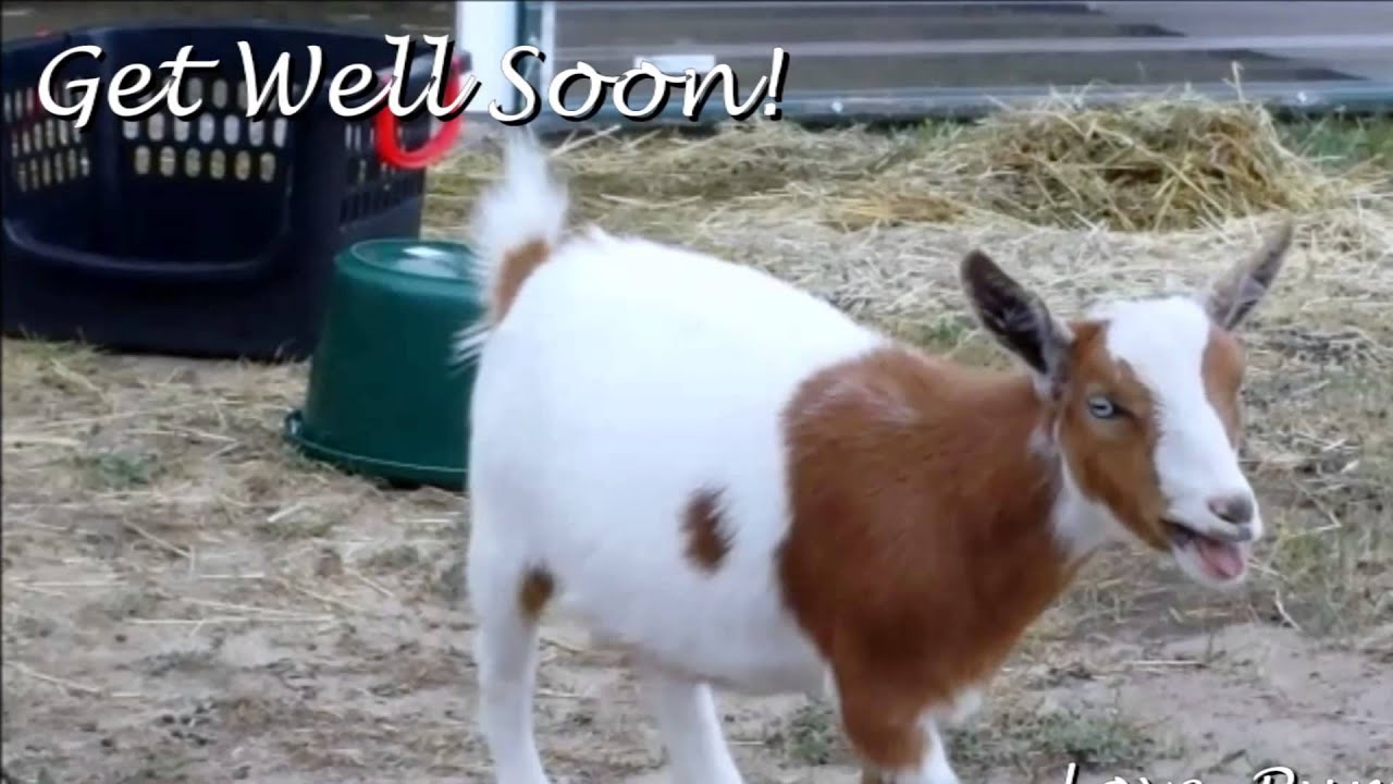 Baby Goat | Pumpkin Says Get Well Soon! - YouTube