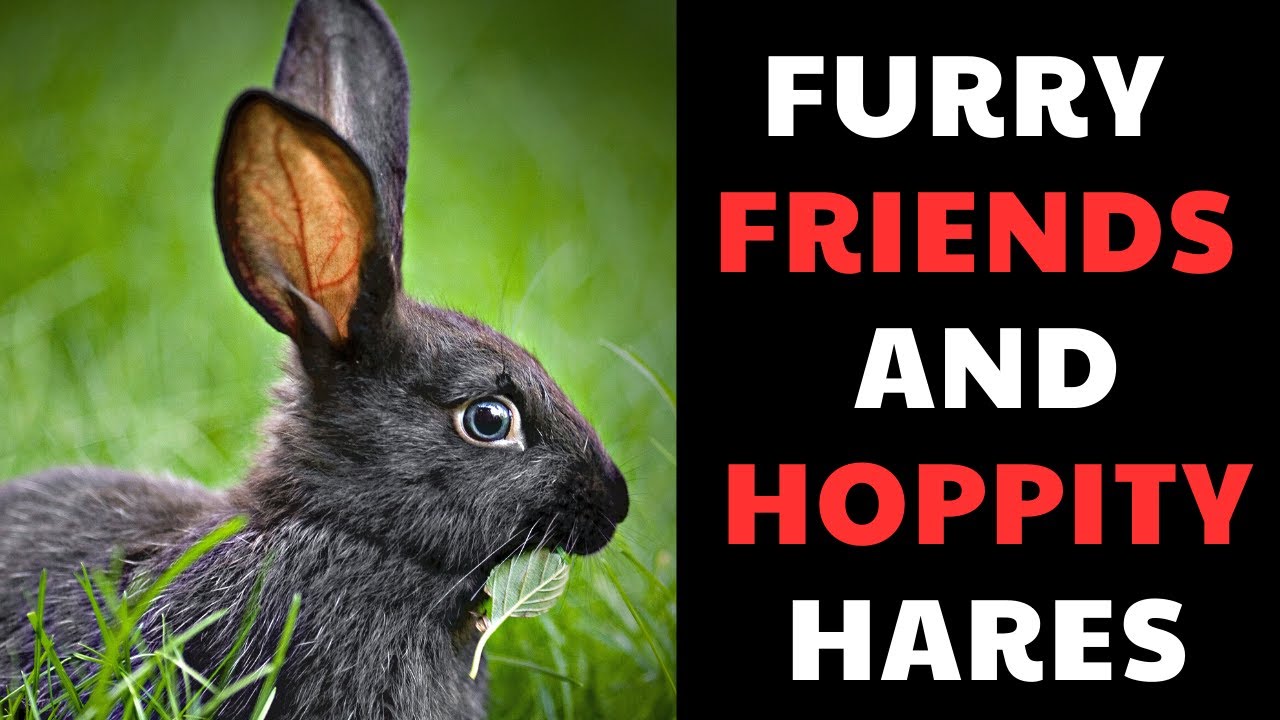 The Enchanting World of Rabbits [Animals For Kids To Learn] Adventure ...