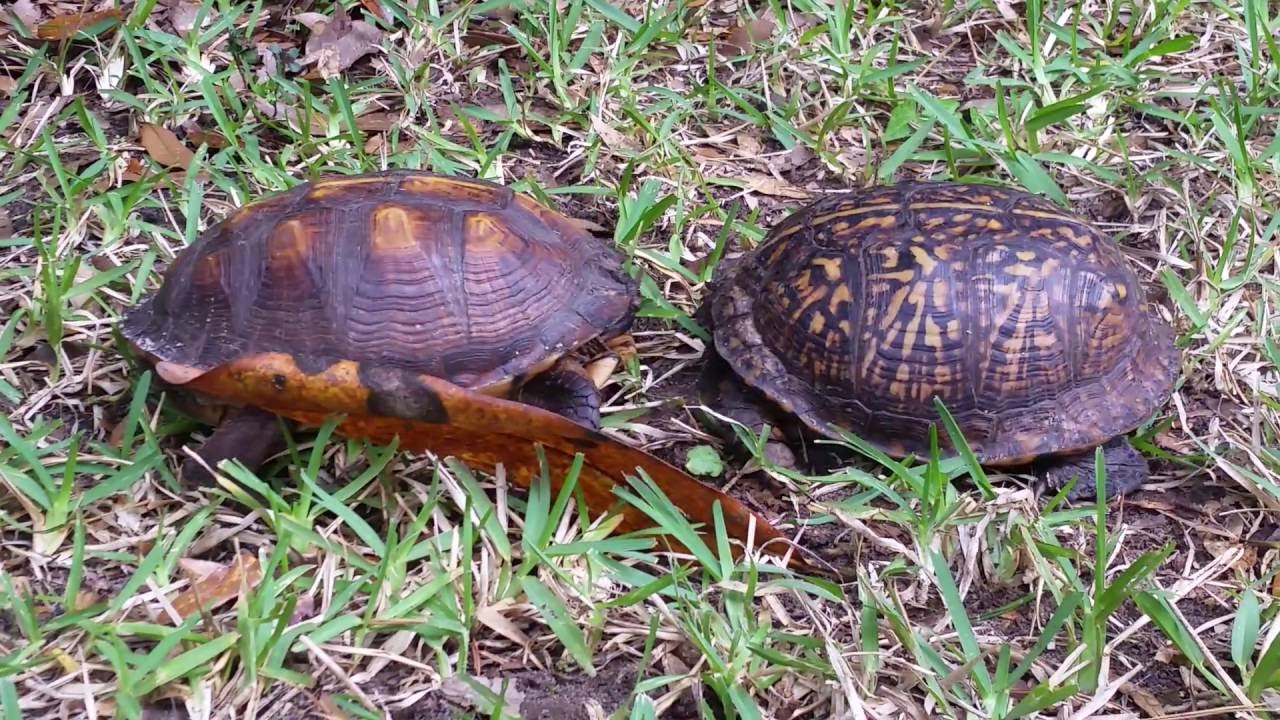 2 Box turtles fighting part 2 - YouTube