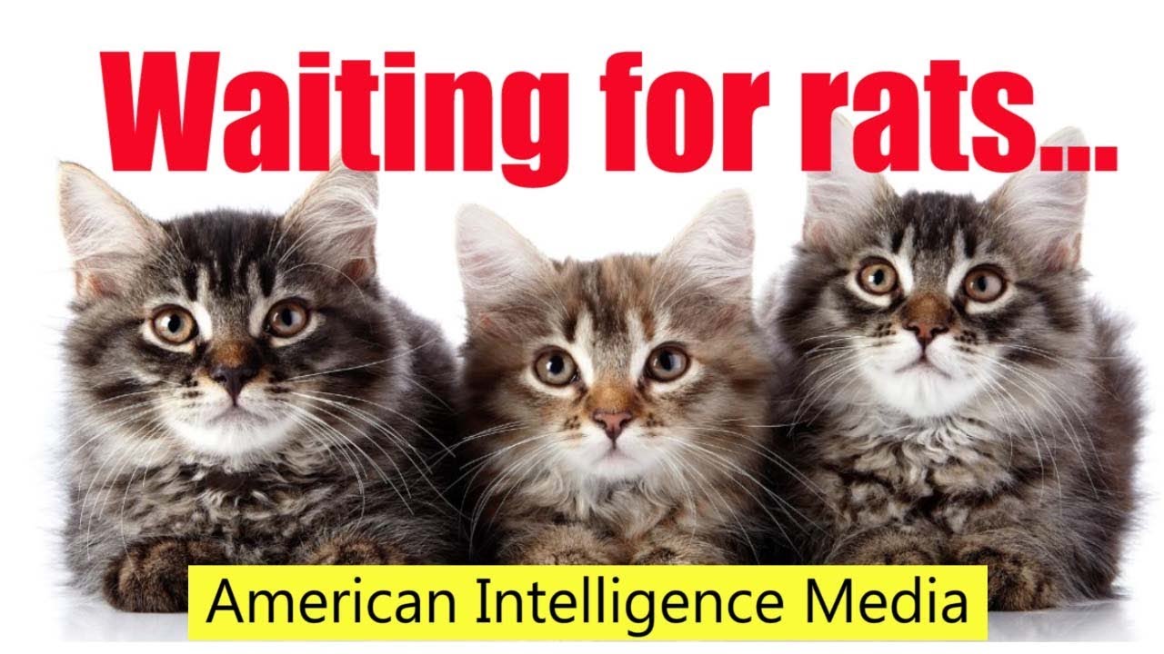 These MAGA cats are ready for action - YouTube