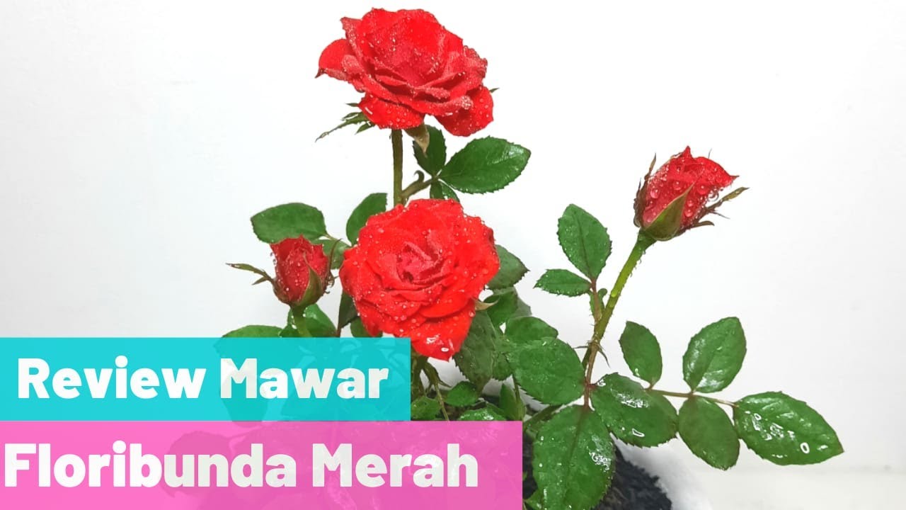 Review Tanaman Hias Bunga Mawar Floribunda Merah - YouTube