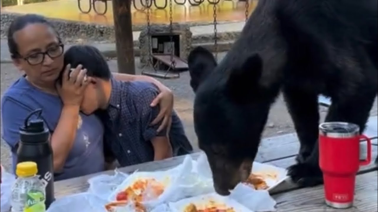 This Bear Ate ALL Their Food IN FRONT OF THEM! #PatGeo - YouTube