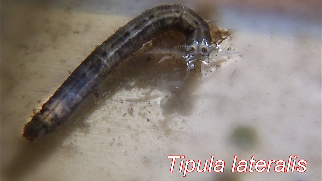 Tipula lateralis larvae - YouTube