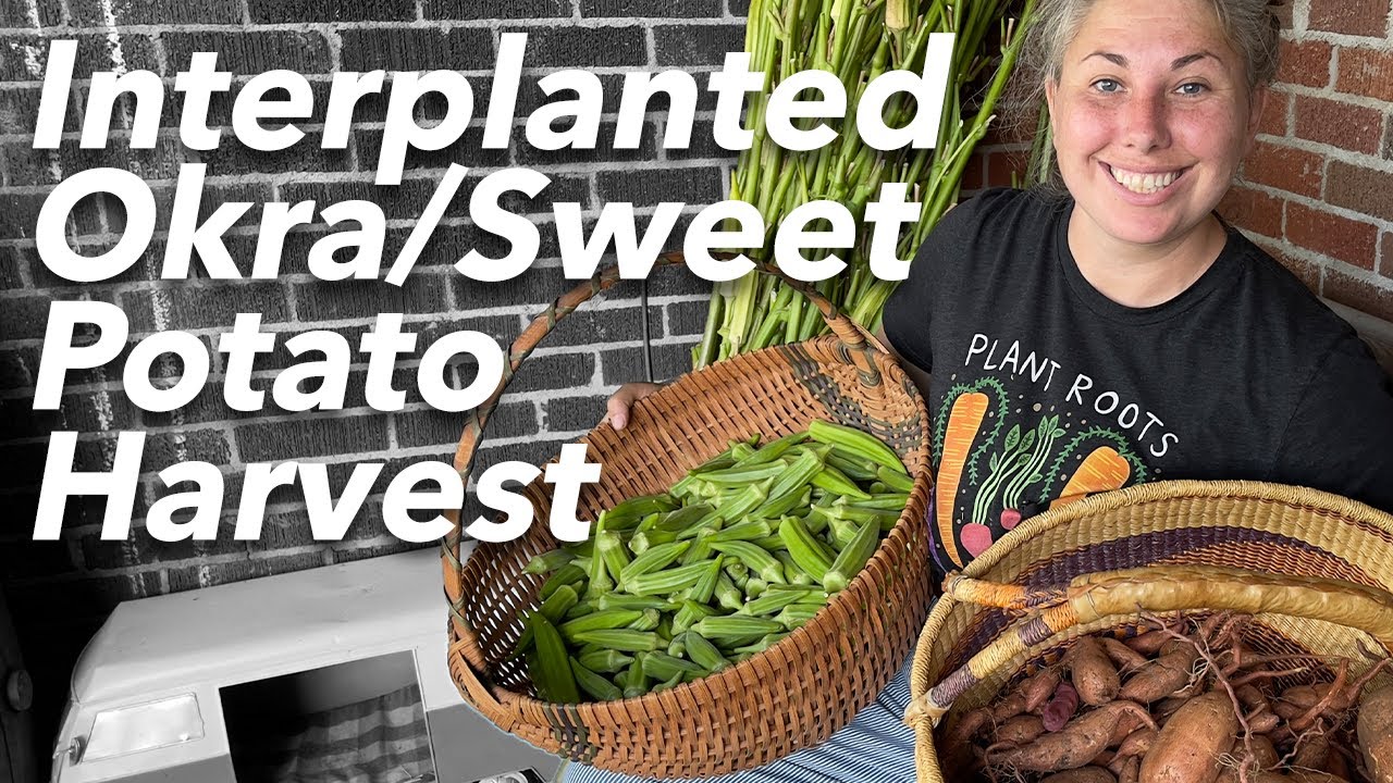 Maximize Area Yield with Okra + Sweet Potato Inter-Planting! - YouTube