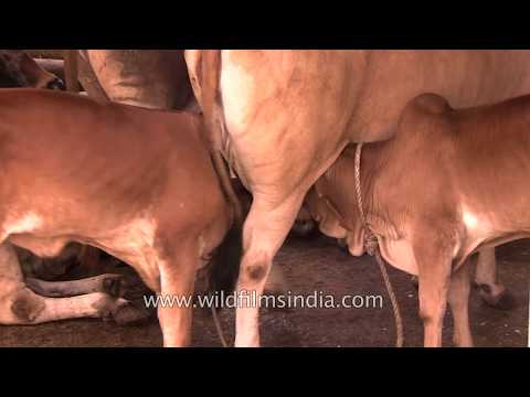 Cow feeding milk to calves