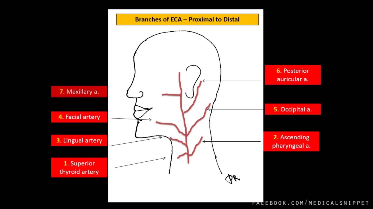 Branches of External Carotid Artery - YouTube