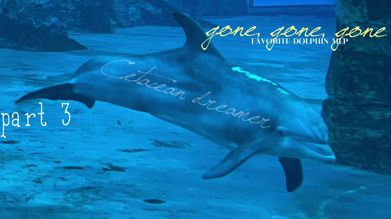 Gone gone gone : favorite dolphin mep : closed : - YouTube