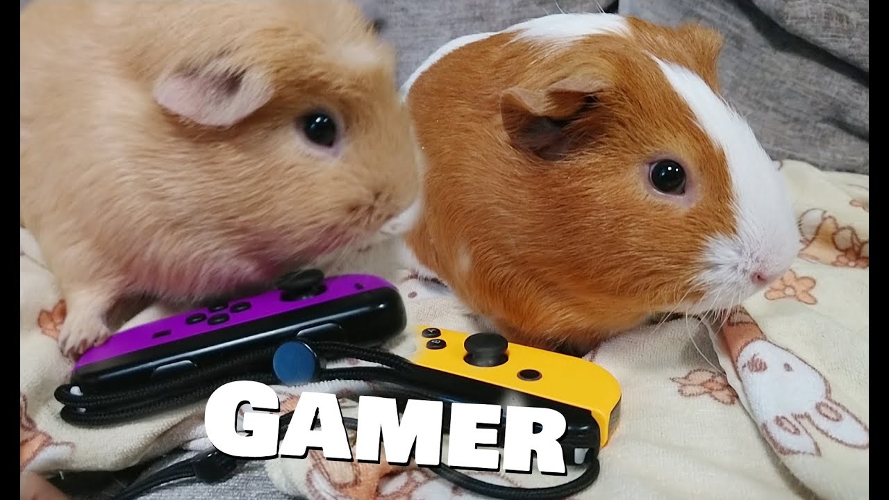 Guinea Pigs - Gamer - Mario Kart | Lovely Jimmy & Piggy | Small Animals ...