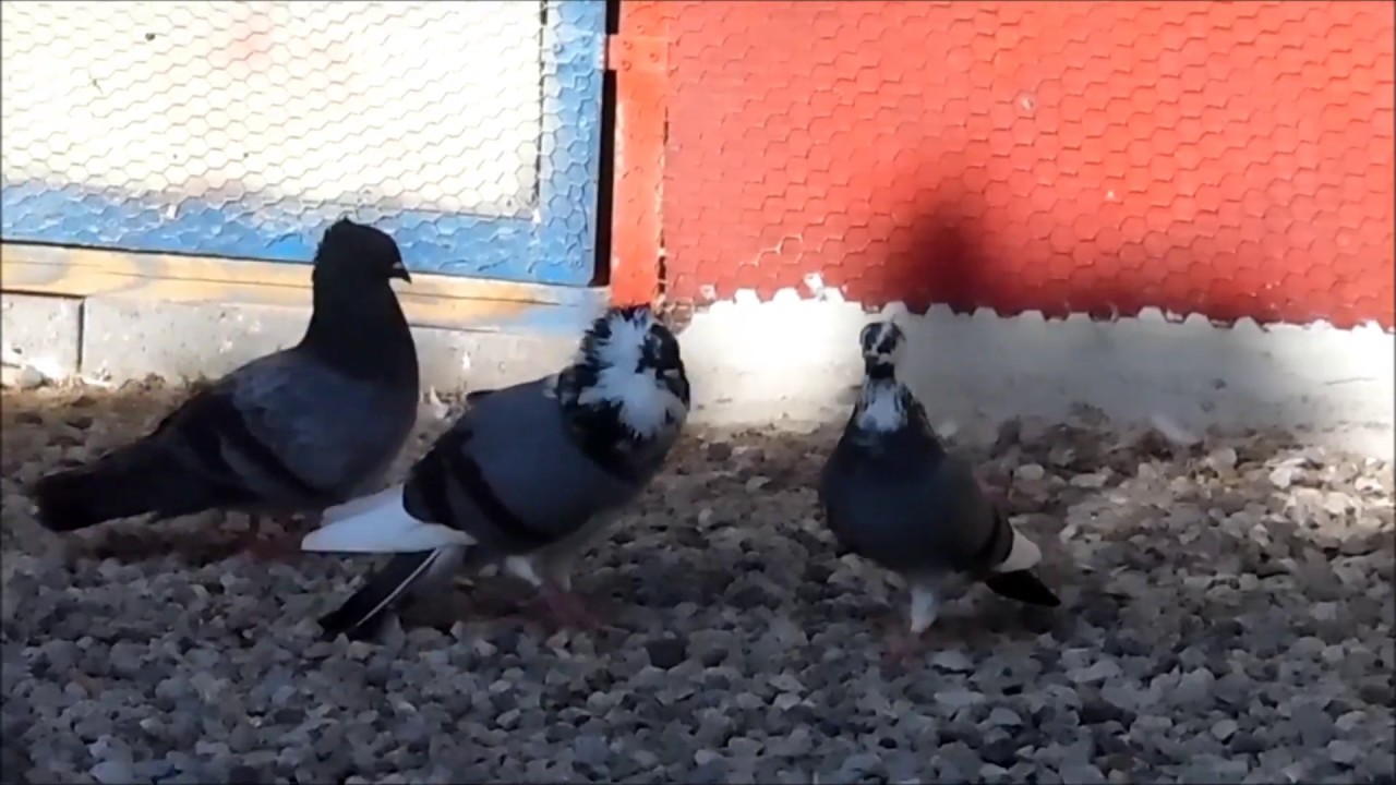 Serbian Highflyer Pigeon - 2019 - YouTube