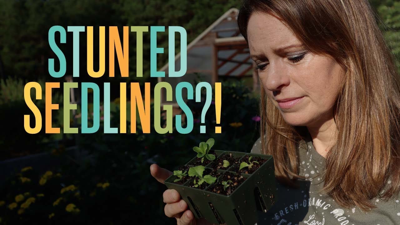 Troubleshooting Stunted Seedlings and Testing Seed Starting Mixes - YouTube