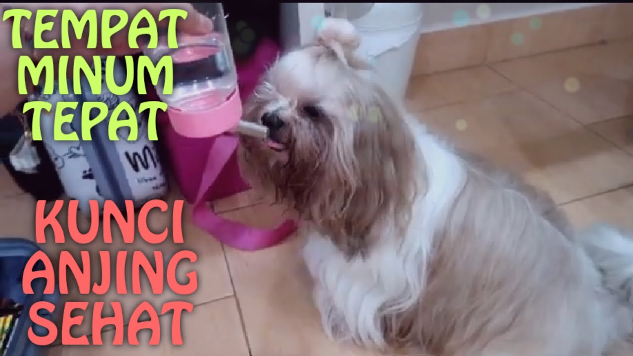 Tips Menjaga Kesehatan Anjing dengan Pilihan Tempat Minum yang Tepat ...