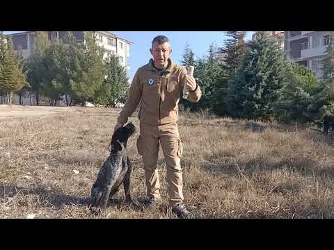 Köpeklerde Aport Problemleri ( Av Köpeği Eğitimi )