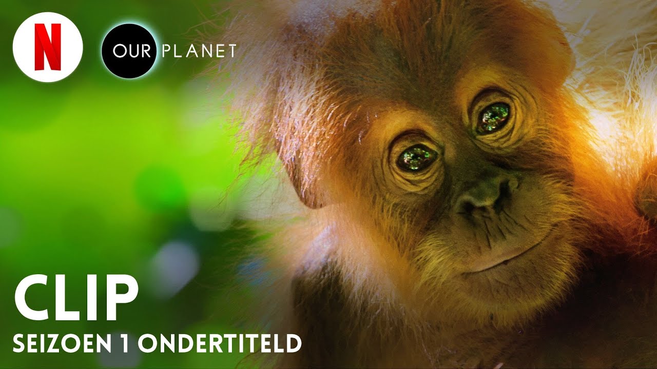 Our Planet (Seizoen 1 Clip ondertiteld) | Trailer in het Nederlands ...