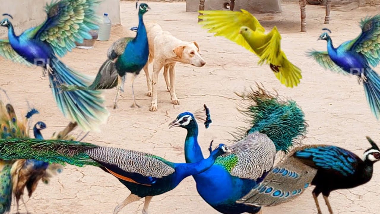 PEACOCK AND DOG FIGHT AT MY VILAGE IN PAKISTAN 🇵🇰#birds #peacock - YouTube