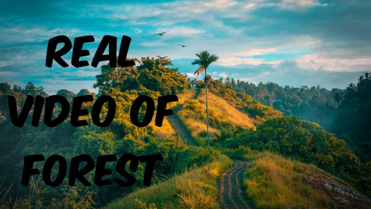 Natural Forest Video # Forest Video # Forest Video With Sunlight 🚵‍♀️ ...