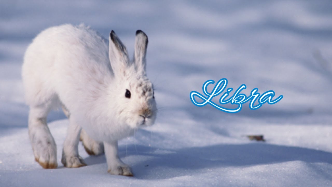LIBRA! "Power Couple!" FEB 6-12, 2023 @cosmosandspread #libra #tarot # ...
