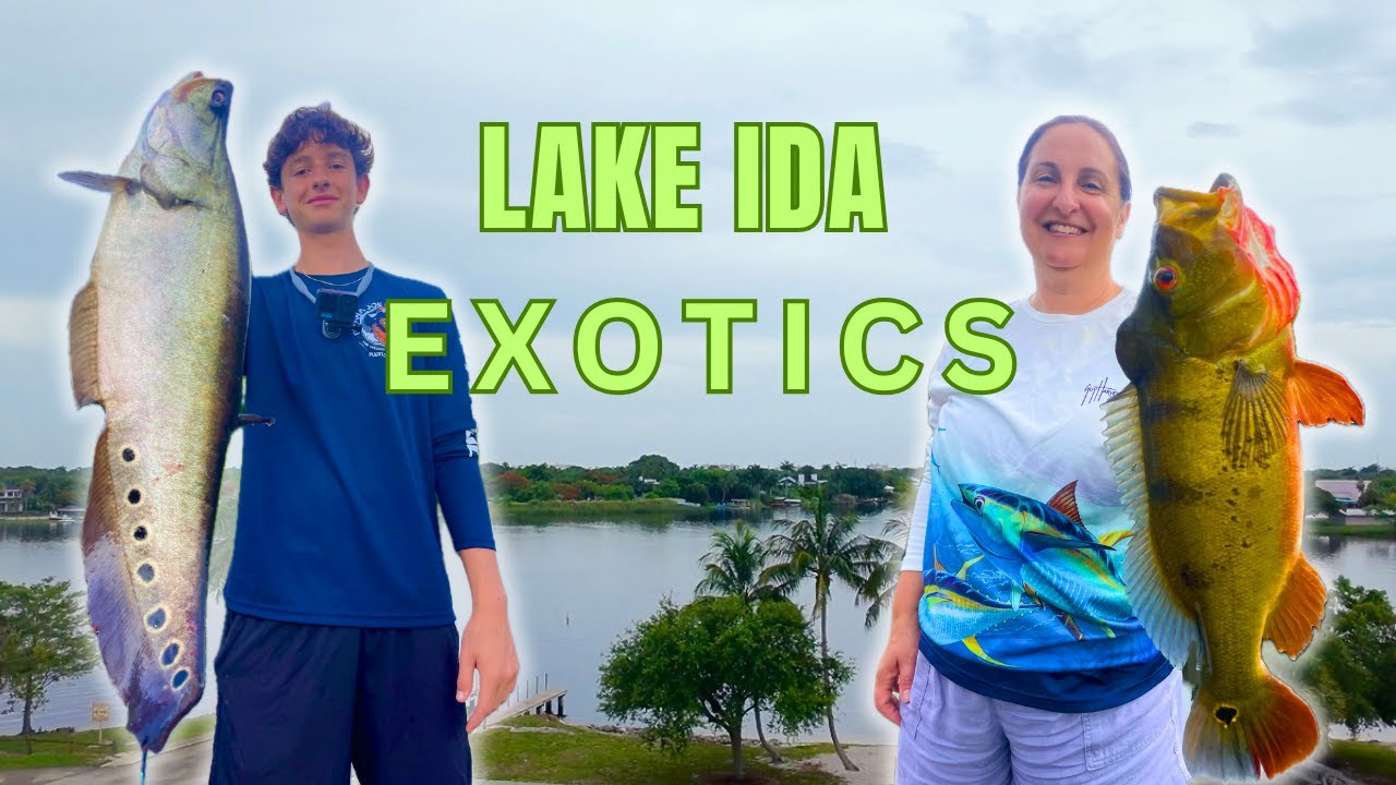 These INVASIVE Fish Are EVERYWHERE... Lake Ida Florida - YouTube
