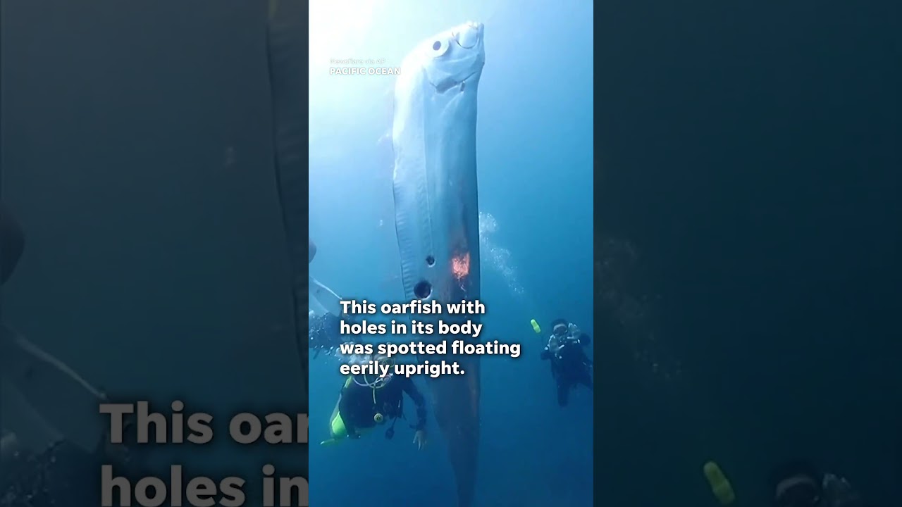 Oarfish
