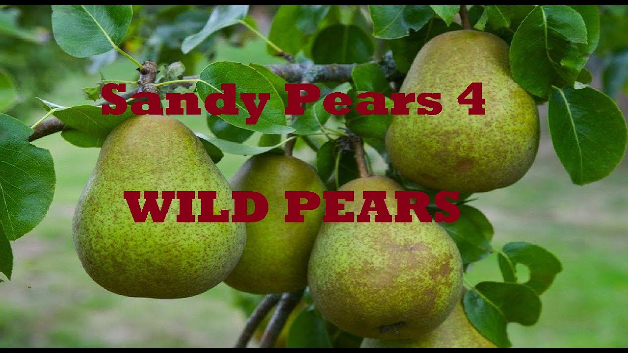 Sandy Pears 4 WILD PEARS - YouTube