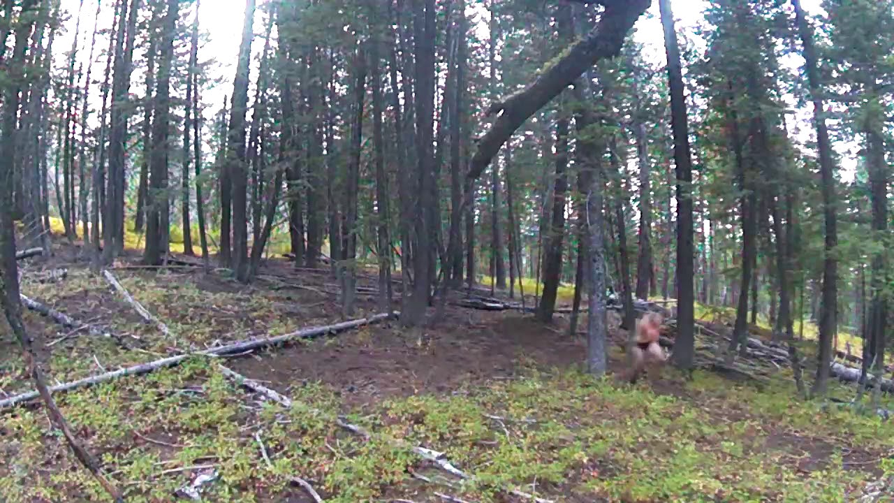 Trail camera surprise - YouTube