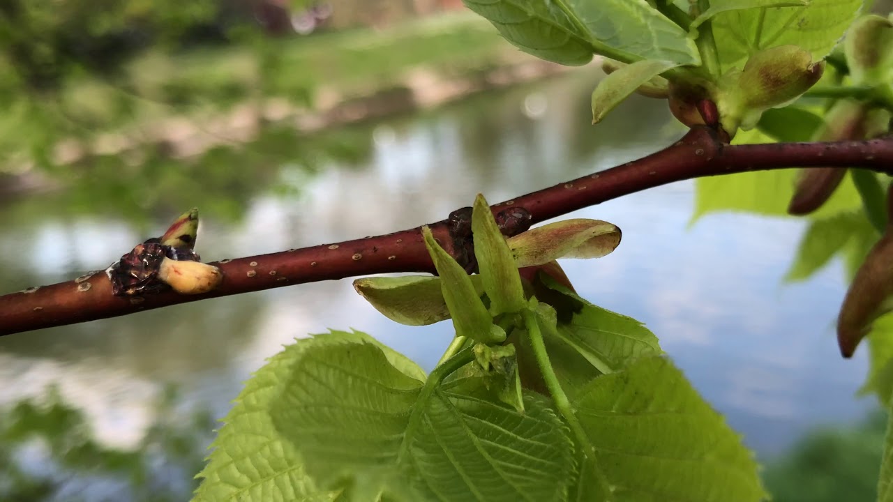 Common lime - twig, buds & underside of young leaves close up - April ...