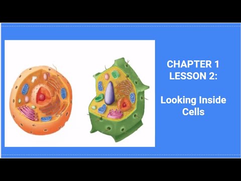 Chapter 1 Lesson 2: Parts of the Cell - YouTube