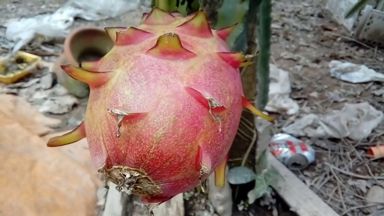 Alguns tipos de pitaya que cultivo - YouTube