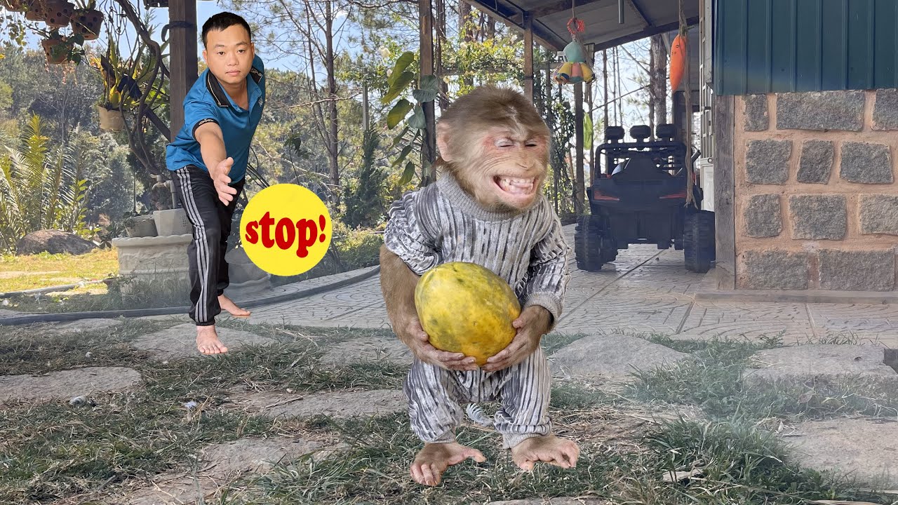 Monkey Max is smarter and knows how to tease his dad - YouTube