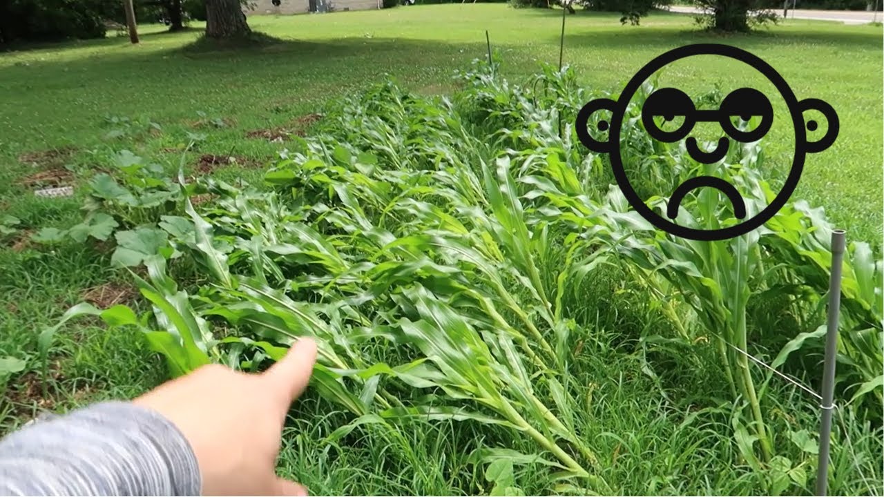 Trellising the Corn After It Got Flattened by a Storm! - YouTube