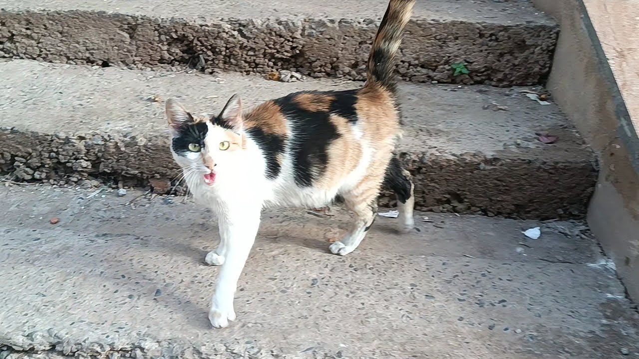 A pregnant stray cat screamed loudly when she saw me for the first time ...