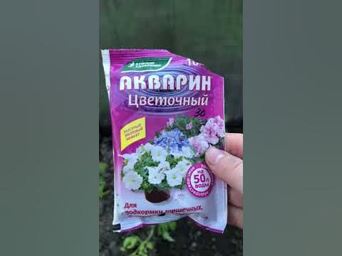 Петунья,самое лучшее удобрение для обильного цветения! - YouTube