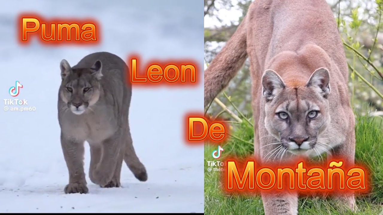 Puma León De Montaña - YouTube