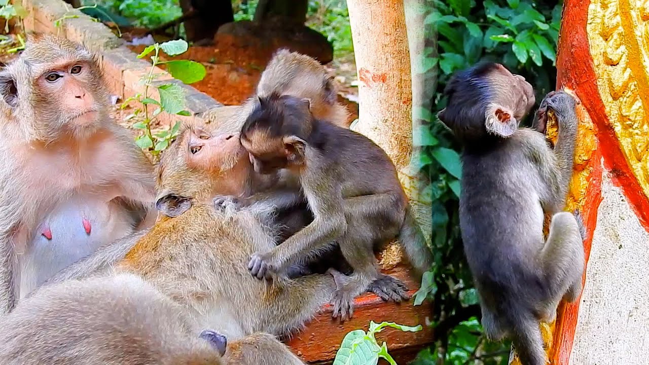 Babies try to play with young monkeys will learn to climb and cling ...