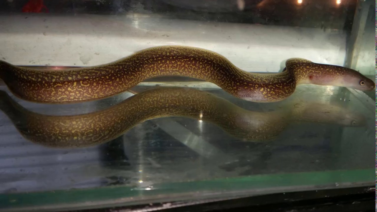 Gymnothorax tile - YouTube