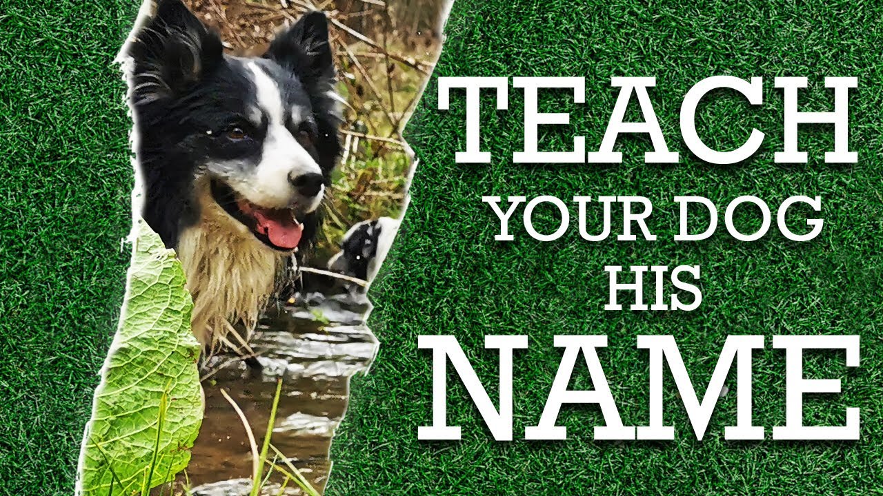 Dog training 101: How to teach your dog their name? - YouTube