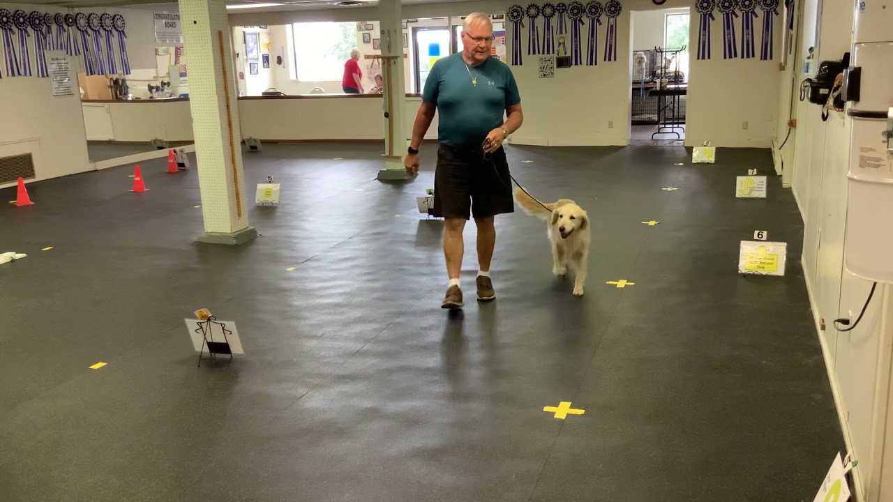 AKC VIRTUAL EXCELLENT RALLY COURSE 5/Dory - YouTube