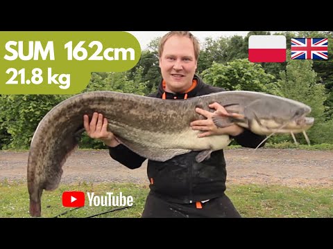 Sum na kieblase? Jak złowić suma. Sumy z Furance Lakes! Metoda na suma ...