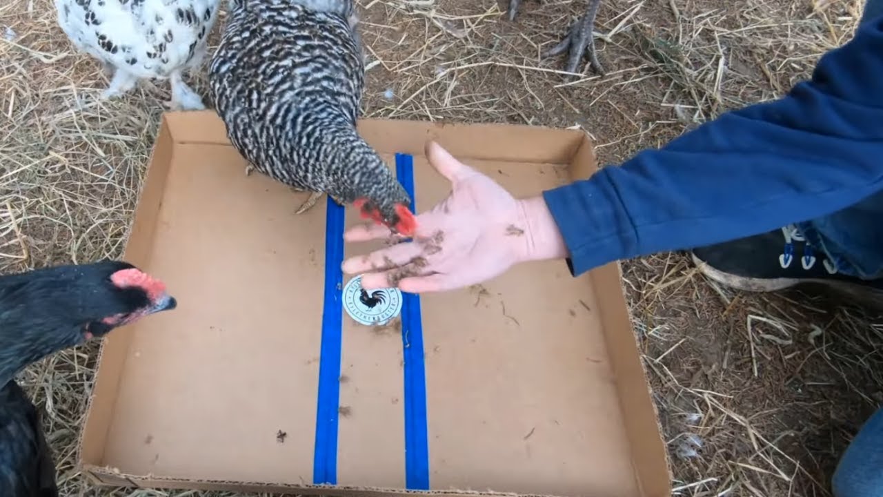 Crickets For Chickens And Fun For All - YouTube