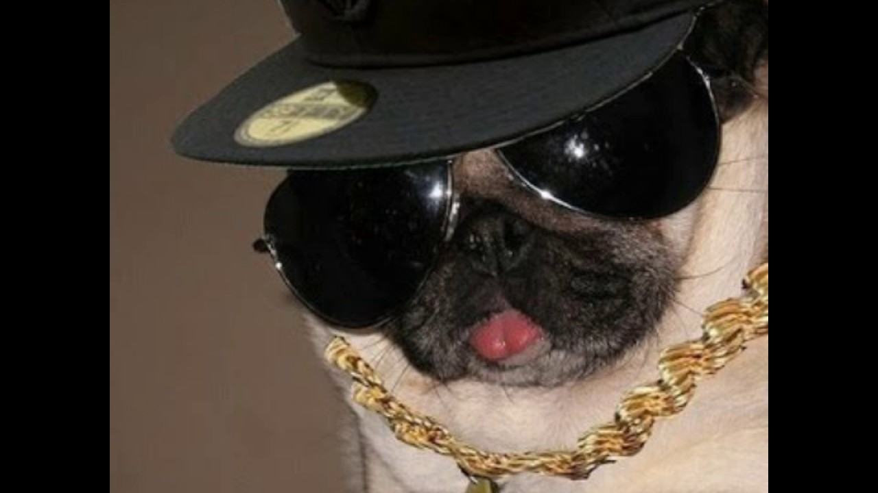 Thug life dogs - YouTube