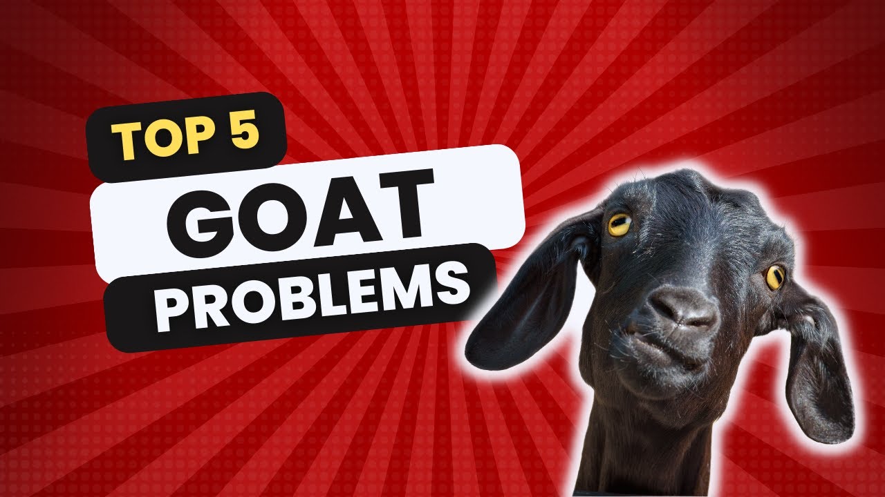 "First-Time Goat Owners: Guide to Overcoming Common Challenges in Goat ...