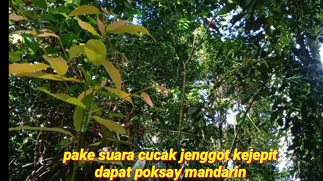dapat satu ekor poksay mandarin pake suara cucak jenggot kejepit - YouTube